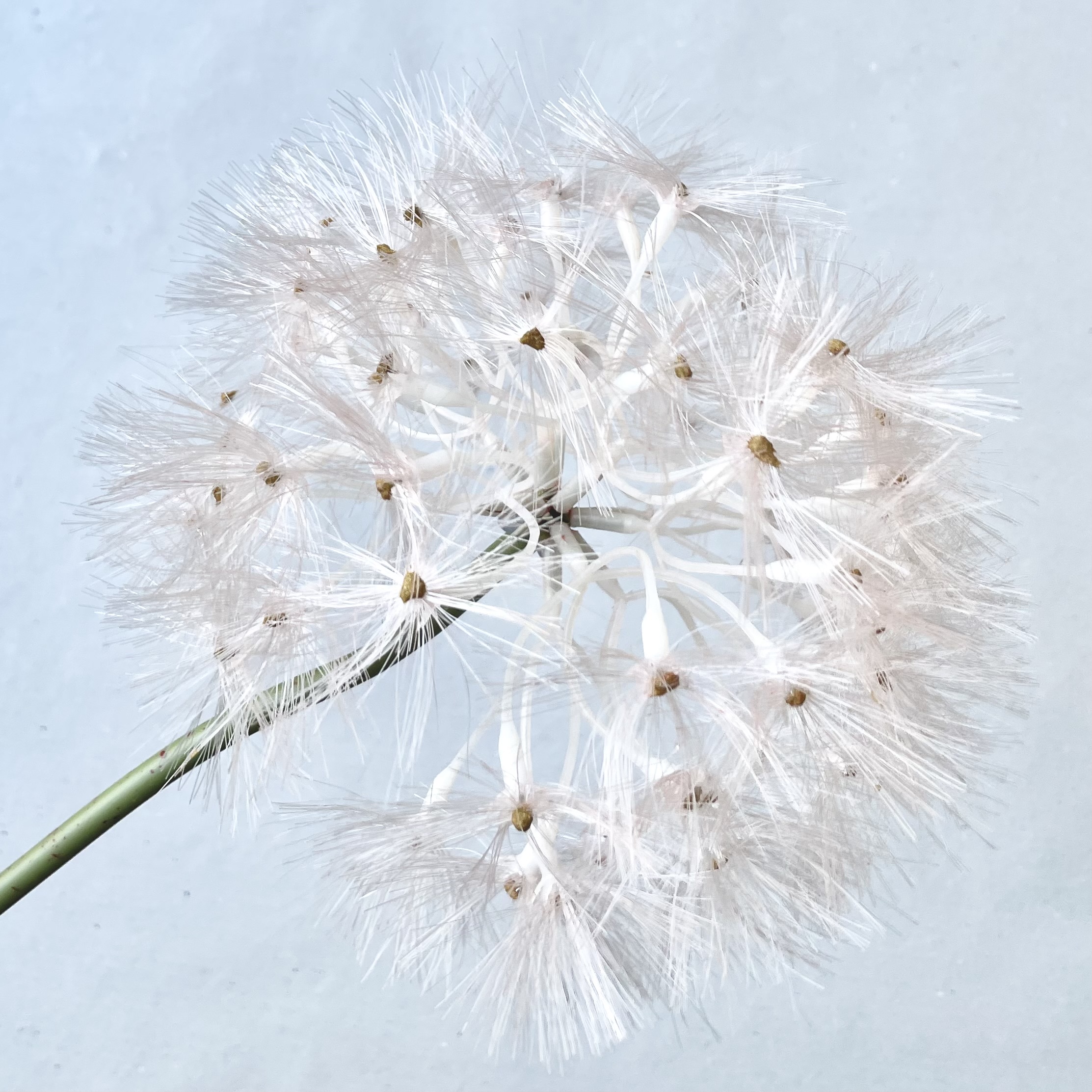 Dandelion "Luke" rosa D15cm